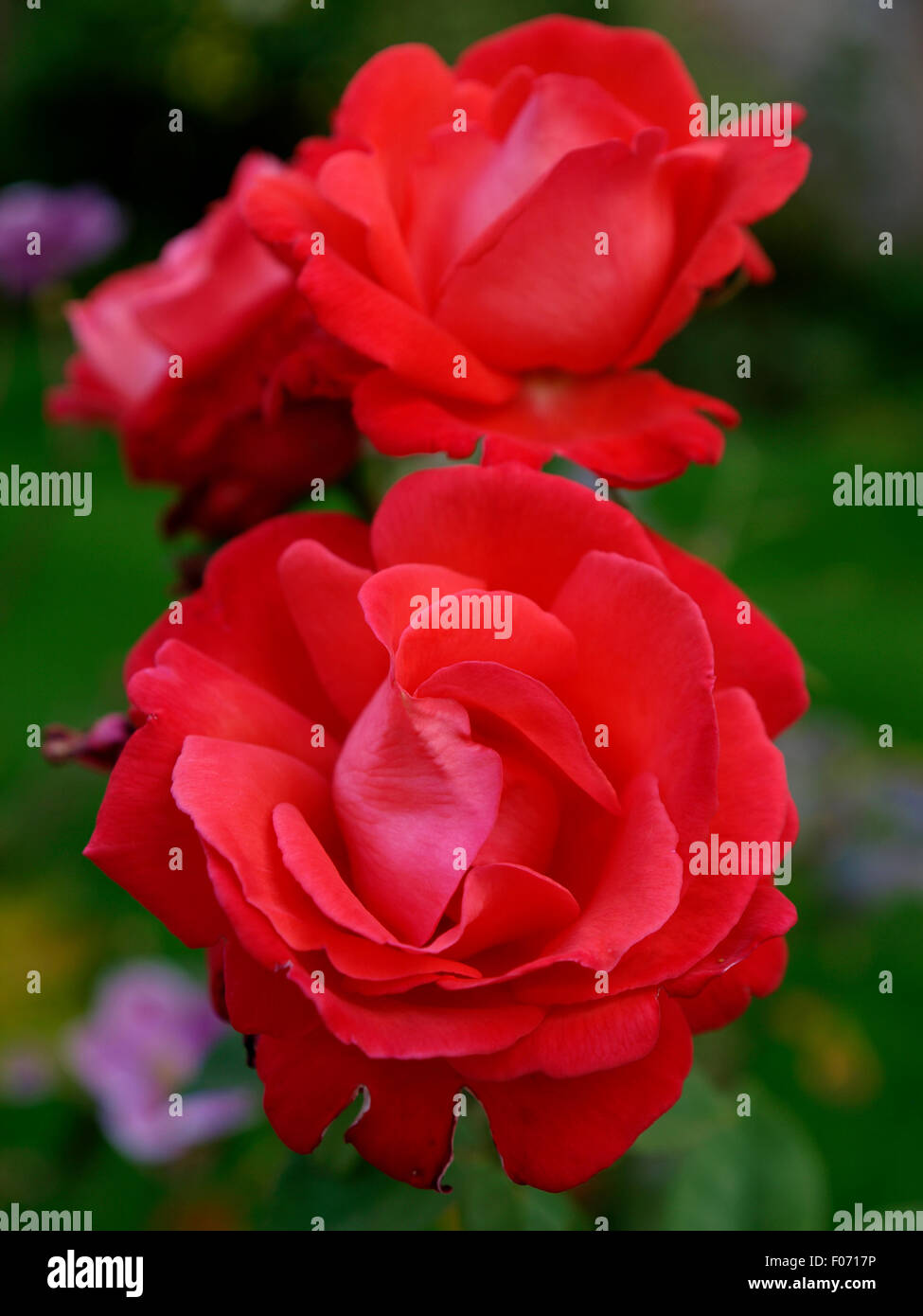 Open red roses hi-res stock photography and images - Alamy