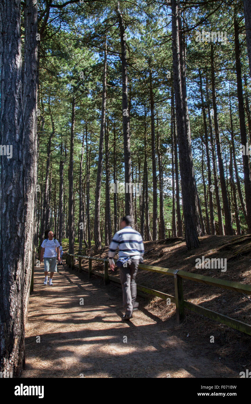 Pinewoods wildlife habitat at National Trust's Freshfield Reserve ...