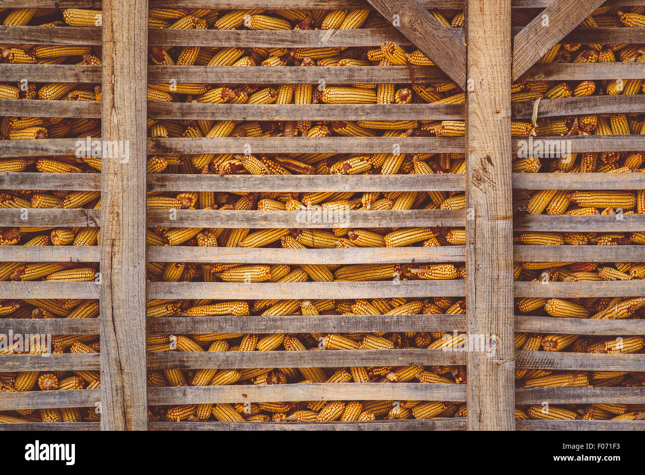 Harvest corn on countryside farm for cattle feeding Stock Photo - Alamy