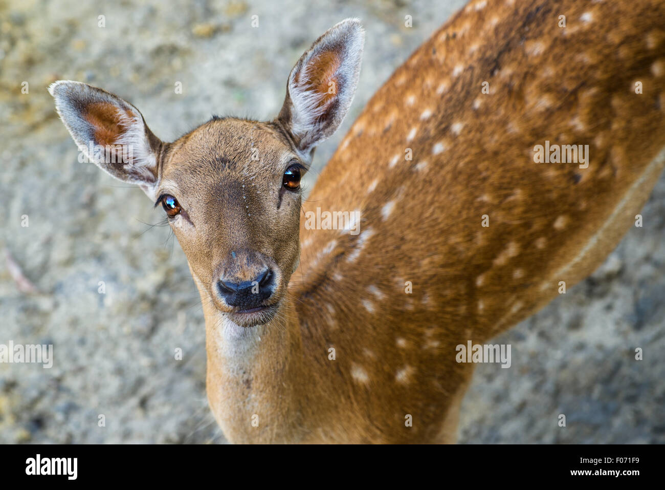 Beautiful young fallow deer, wild animal in natural surrounding looking ...