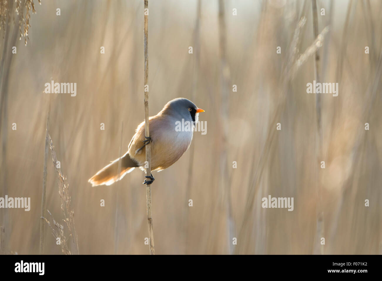 A backlit Bearded Tit, perched in the reedbed, Rye Harbour Nature ...
