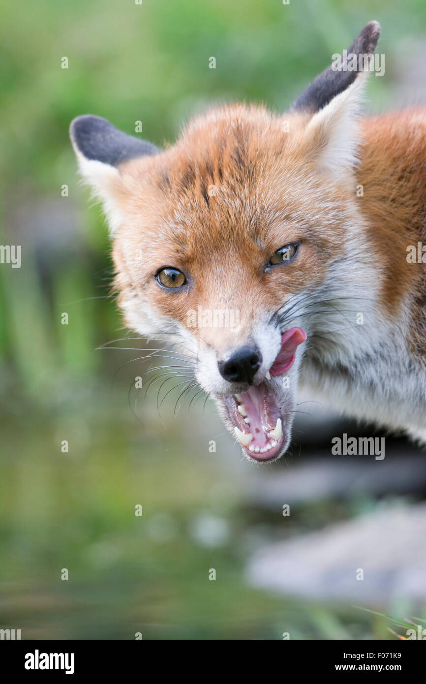 Snarling fox uk hi-res stock photography and images - Alamy