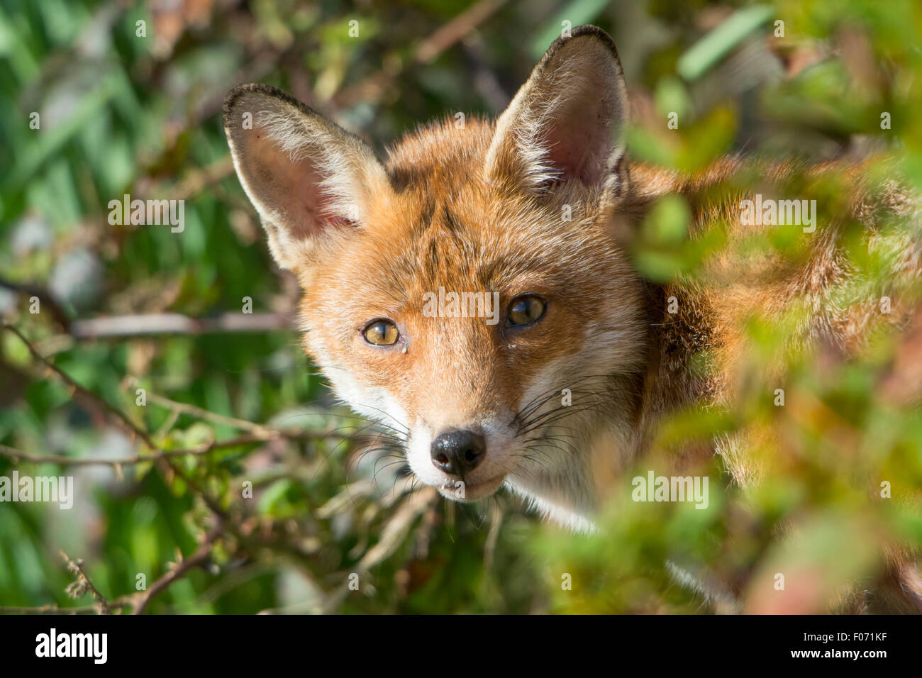 A suburban Red Fox (Vulpes vulpes) vixen in a garden, Hastings, East ...