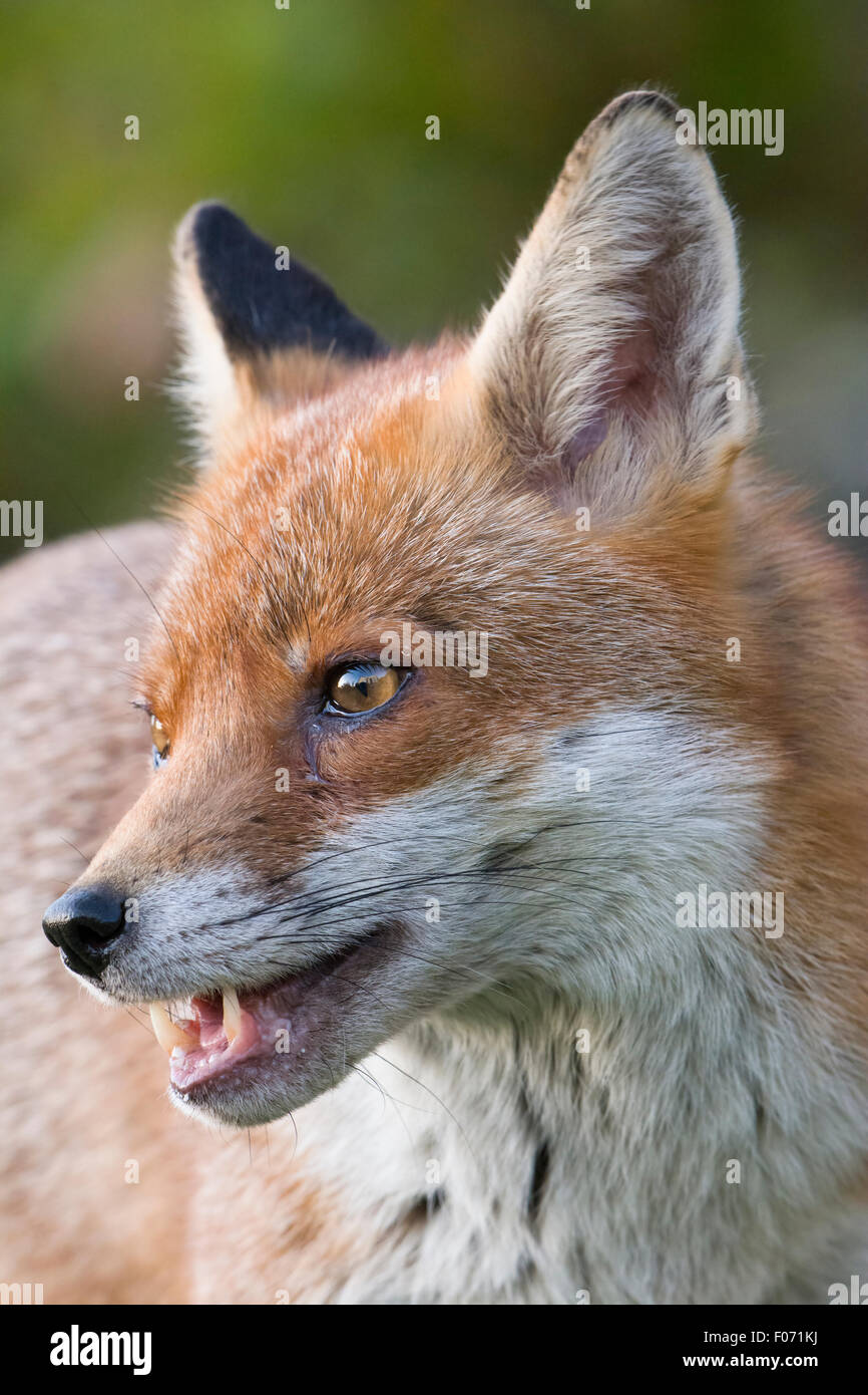 Fox teeth hi-res stock photography and images - Alamy