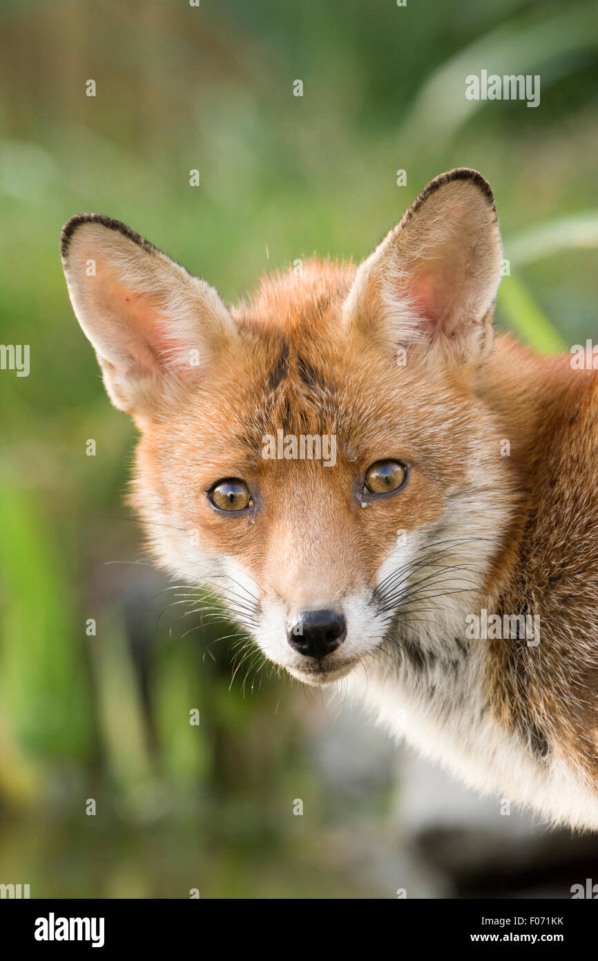 A suburban Red Fox (Vulpes vulpes) vixen looks directly at the observer ...