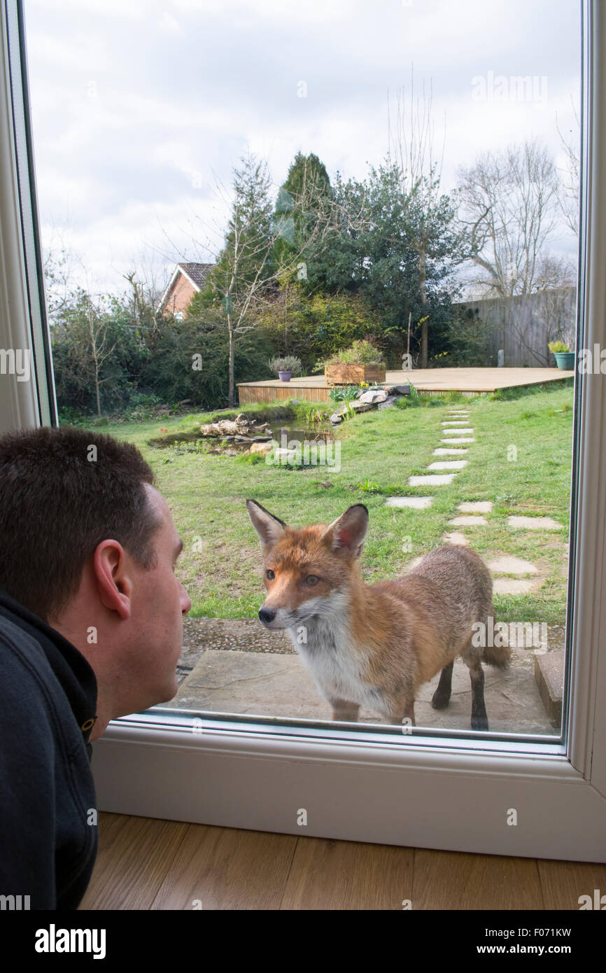 A suburban Red Fox (Vulpes vulpes) vixen looks through a glass door at ...