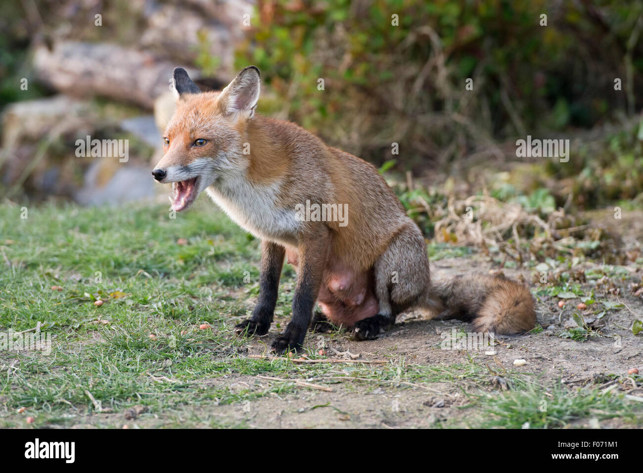 Pregnant Red Fox
