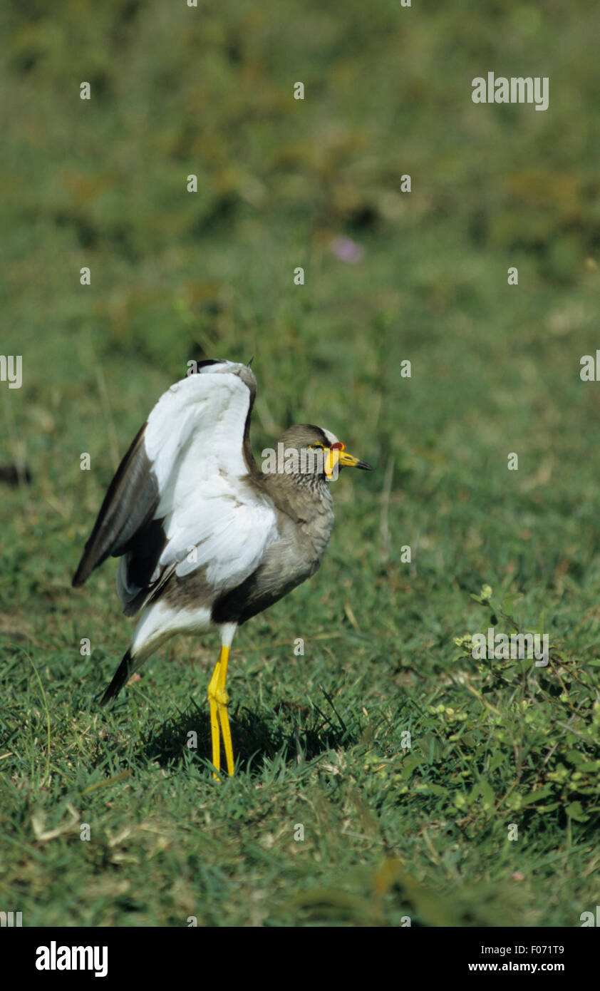 African Wattled Plover taken in profile looking right stretching out ...