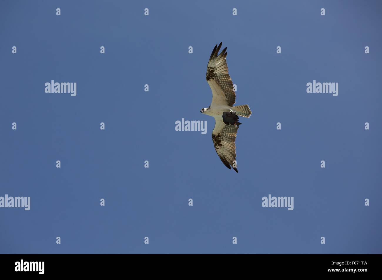 Bird of Prey with fish Stock Photo - Alamy