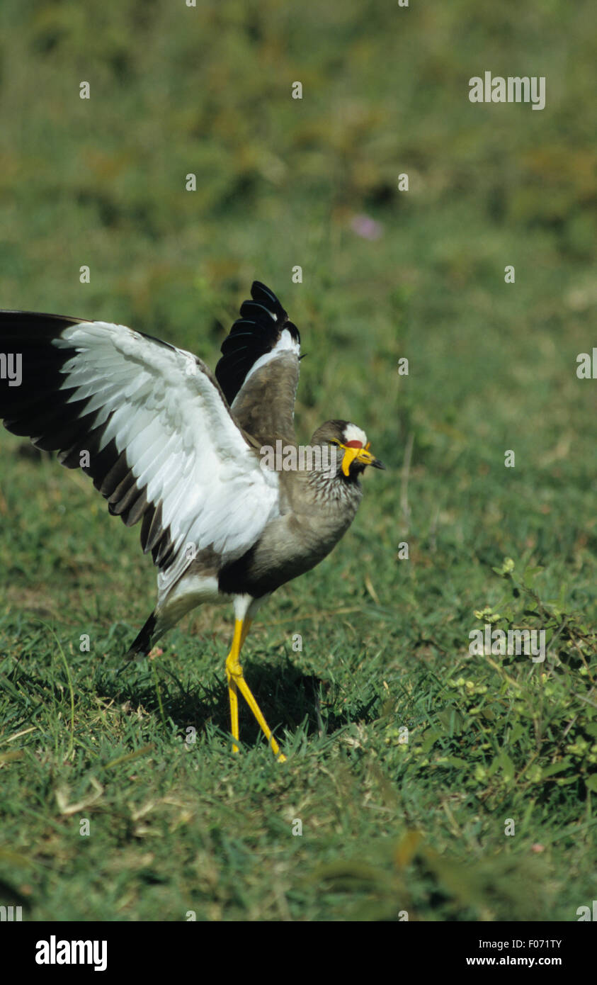 African Wattled Plover taken in profile looking right standing on open ...