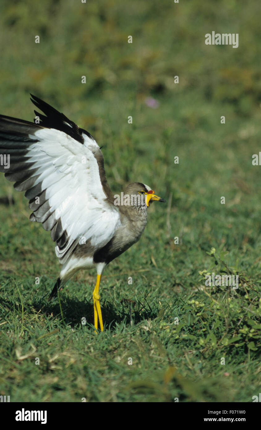 African Wattled Plover taken in profile looking right standing on open ...
