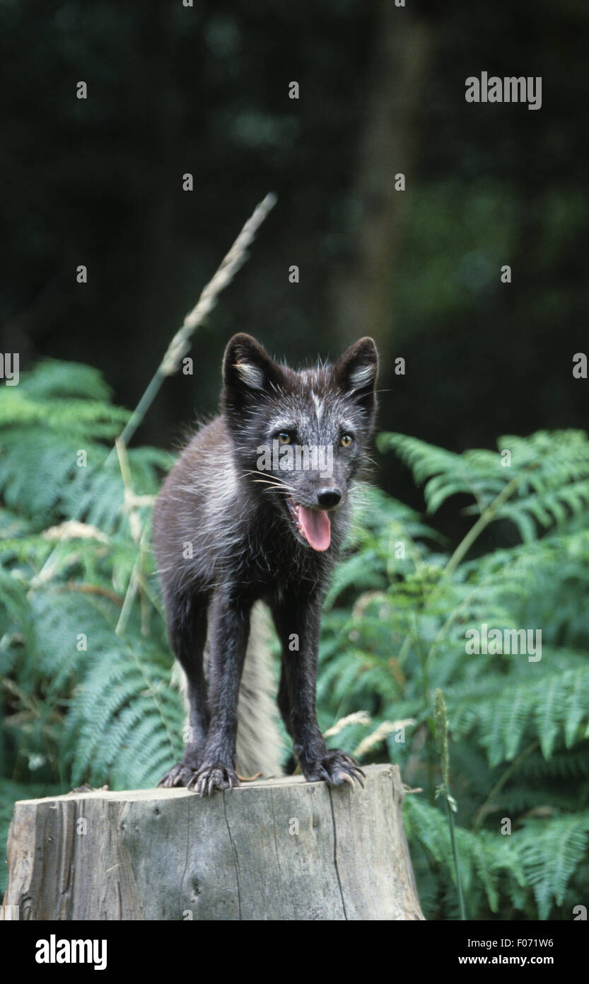 Arctic fox tongue out hi-res stock photography and images - Alamy