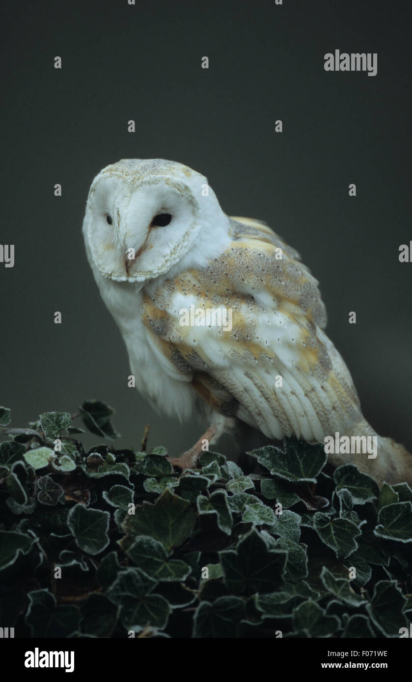 Barn Owl captive taken in profile feathers fluffed looking at camera ...