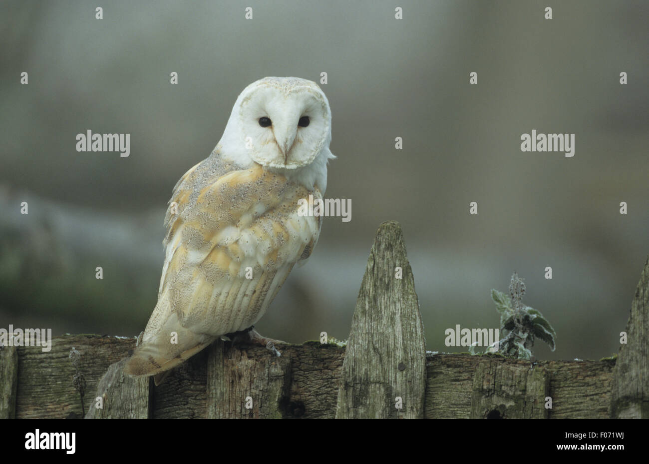 Barn Owl captive taken from behind looking back at camera perched on ...
