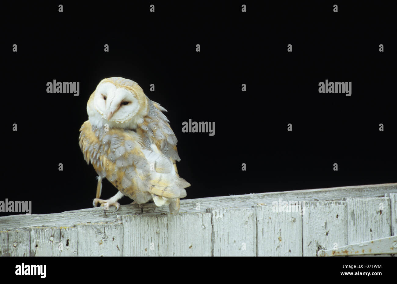 Barn Owl captive taken in profile preening feathers on old half barn ...