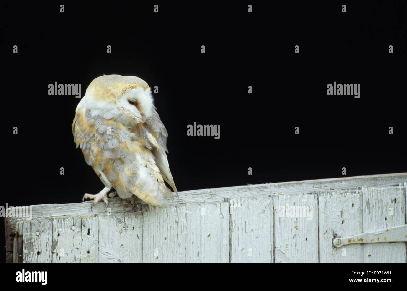 Barn Owl captive taken in profile head back preening feathers perched ...