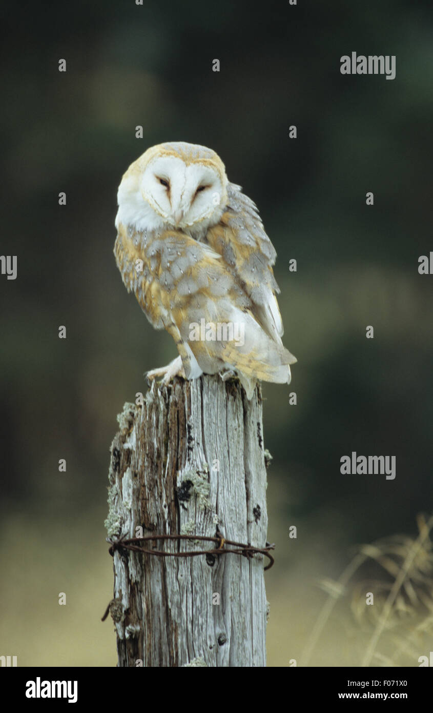 Barn Owl captive taken in profile head back preening fluffed out ...