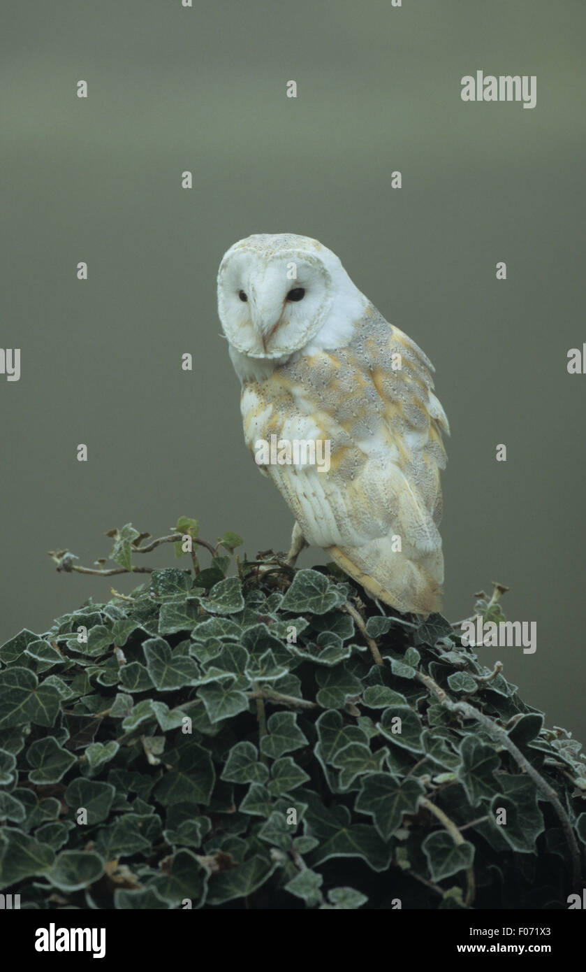 Ivi hi-res stock photography and images - Alamy