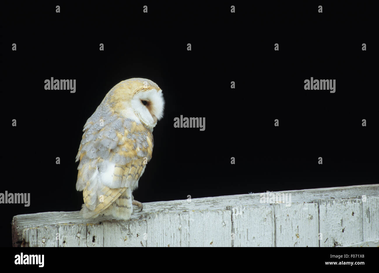 Barn owl captive taken from hi-res stock photography and images - Alamy