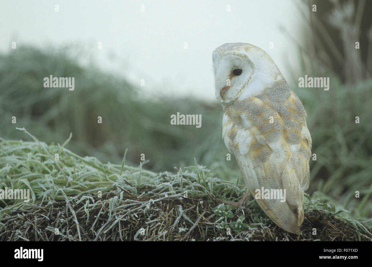 Barn owl captive taken from hi-res stock photography and images - Alamy