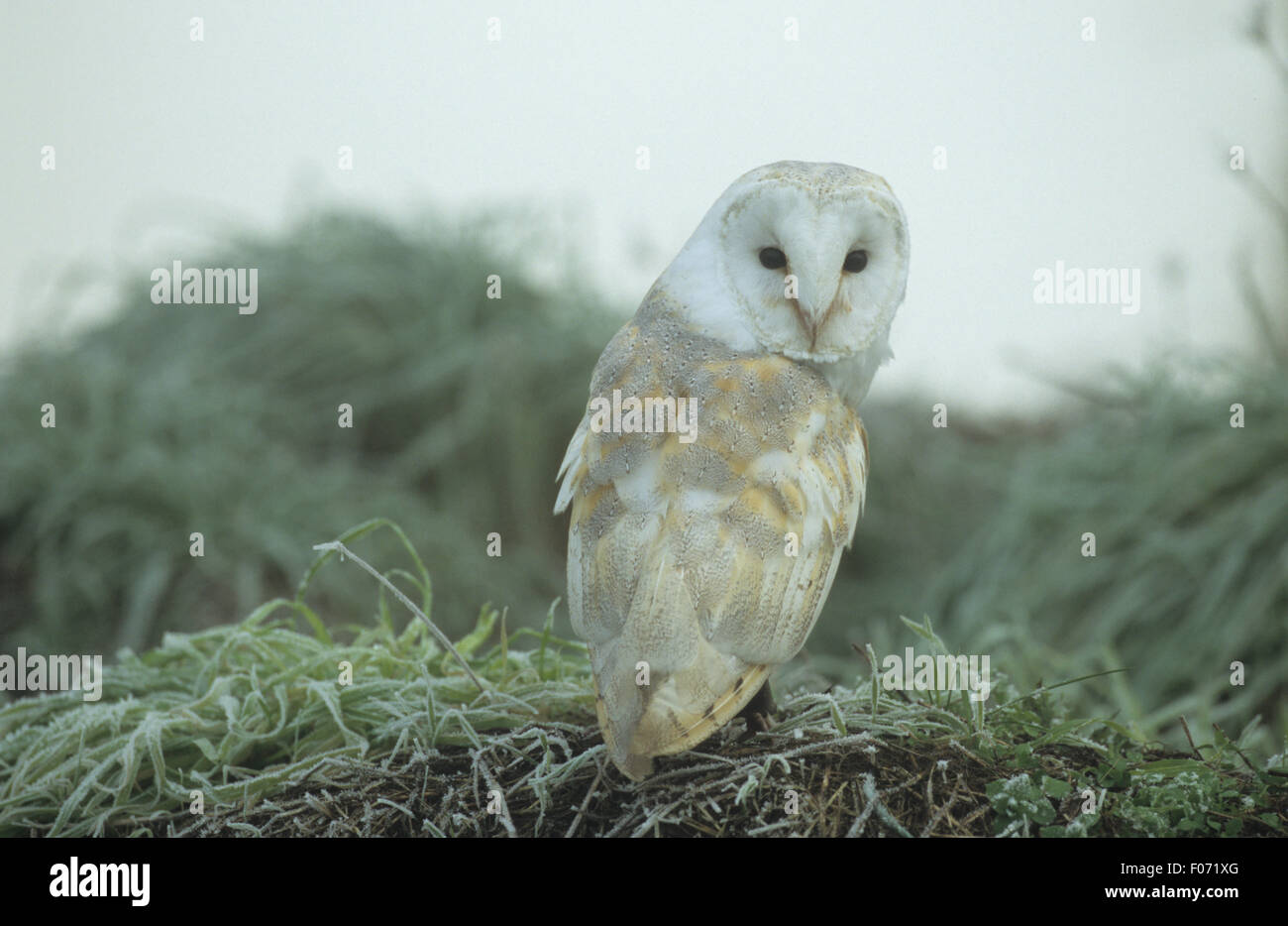 Barn Owl captive taken from behind looking back at camera perched on ...