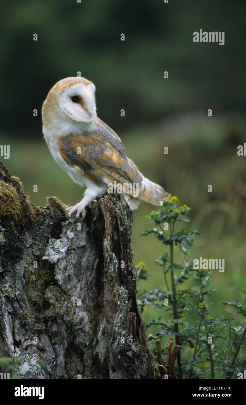 Barn Owl captive taken in profile looking back over shoulder to right ...