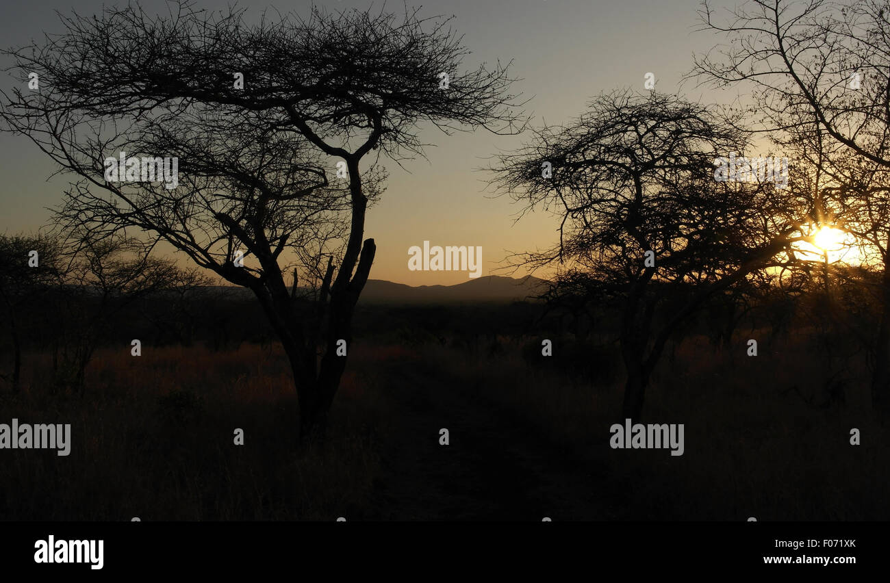 Savannah Grassland Acacia Trees sunset, Hilltop Camp, Hluhluwe-Imfolozi ...