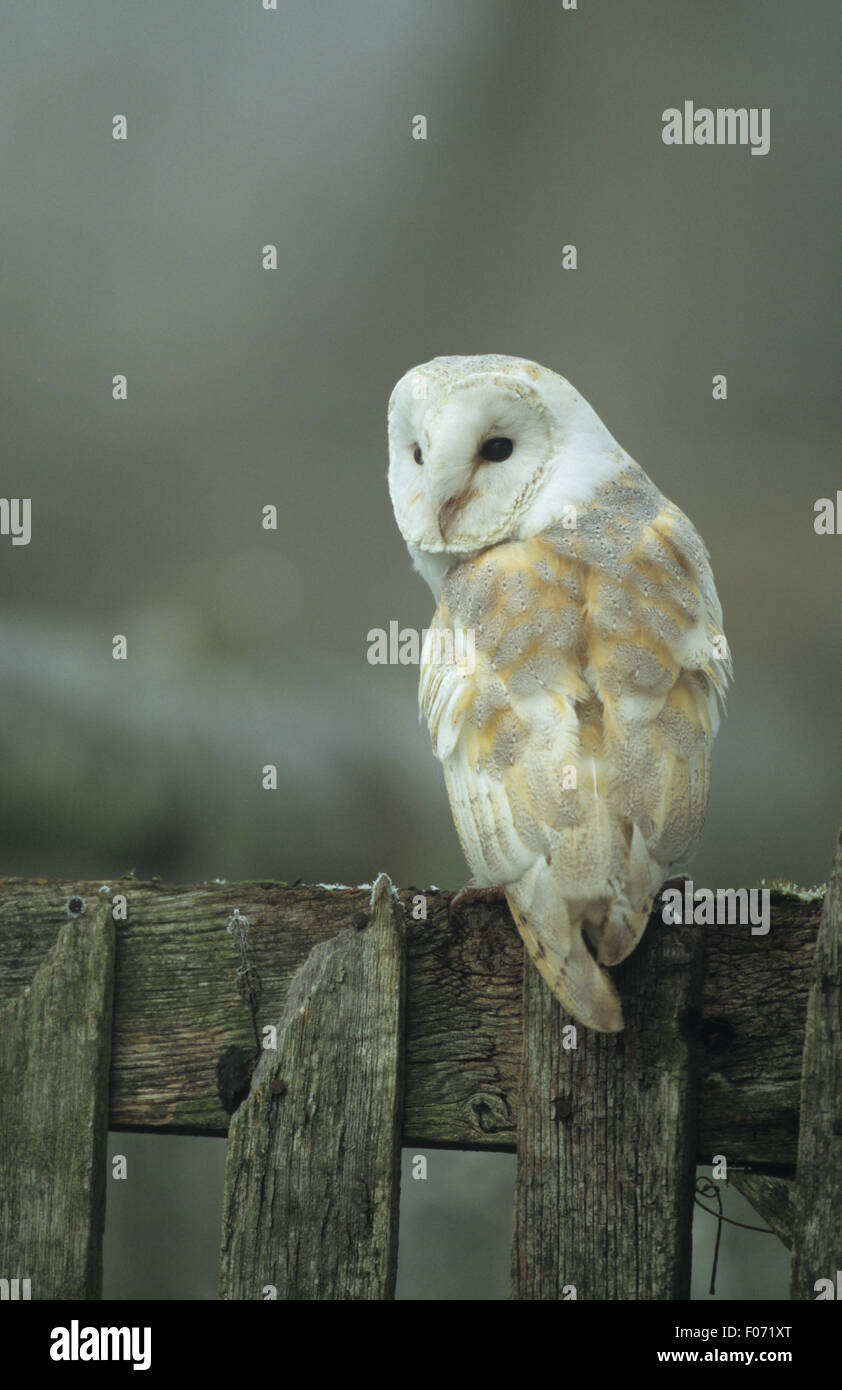 Barn Owl captive take from behind looking back over shoulder perched on ...