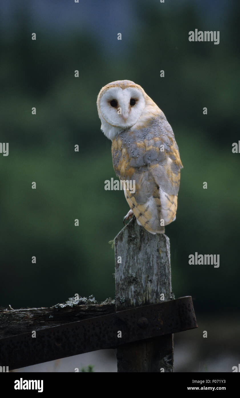 Barn Owl captive taken from behind looking back at camera perched on ...