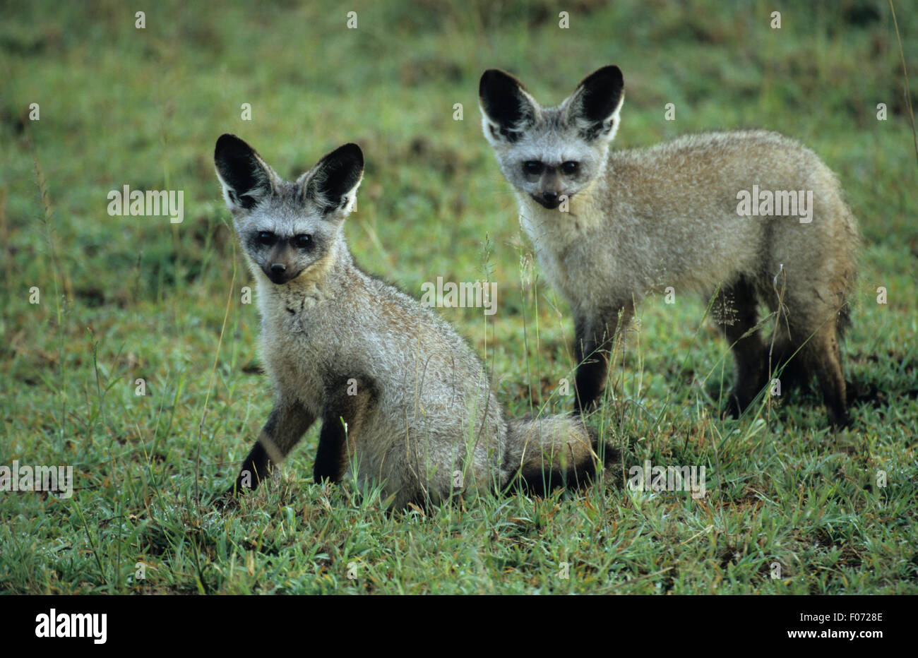 Bat Eared Fox two taken in profile both looking at camera one standing ...