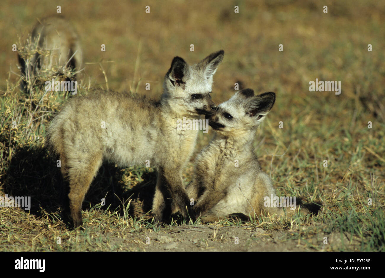 Bat Eared Fox two taken in profile one standing one sitting nose to ...