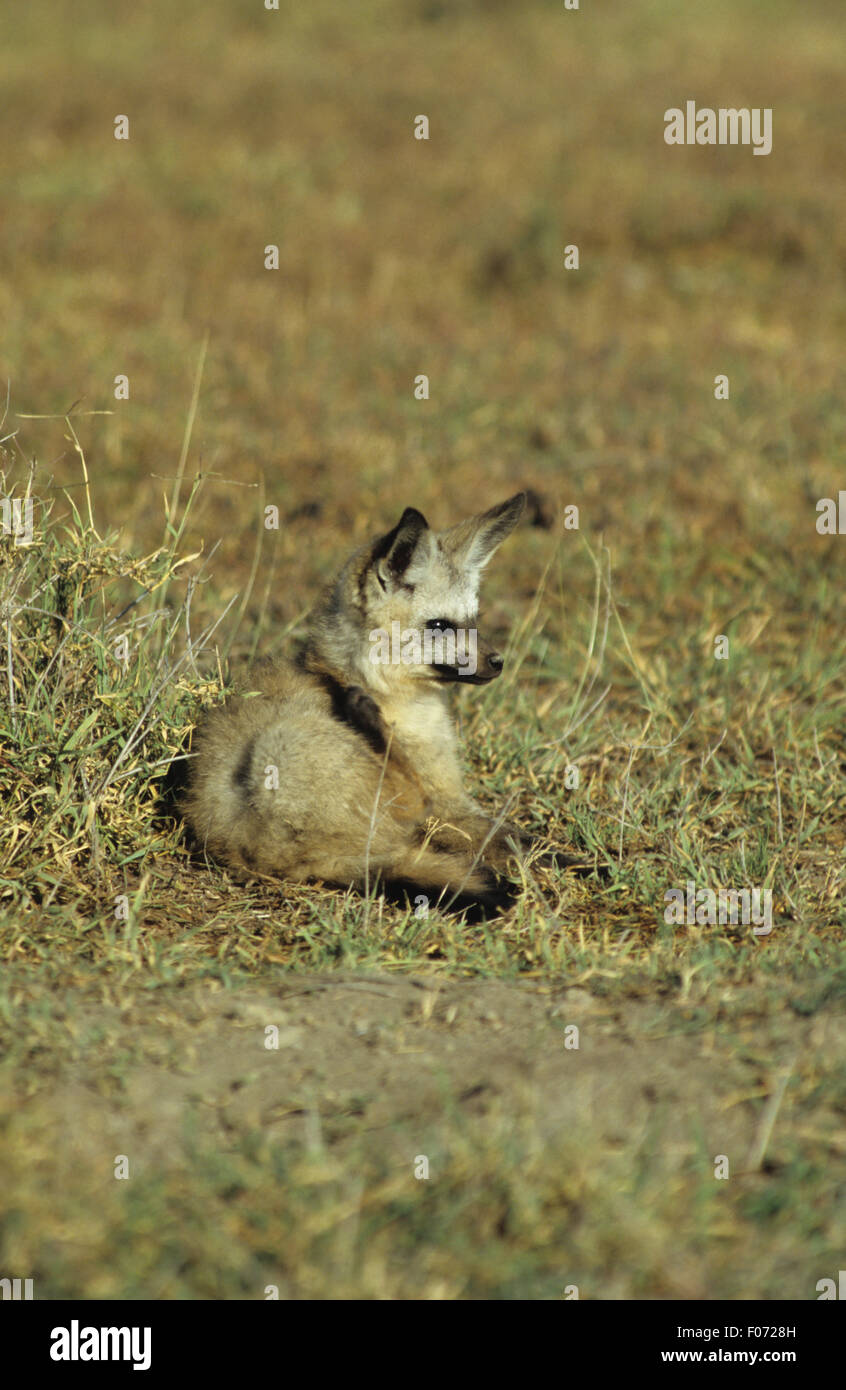 Fox lying down hi-res stock photography and images - Alamy