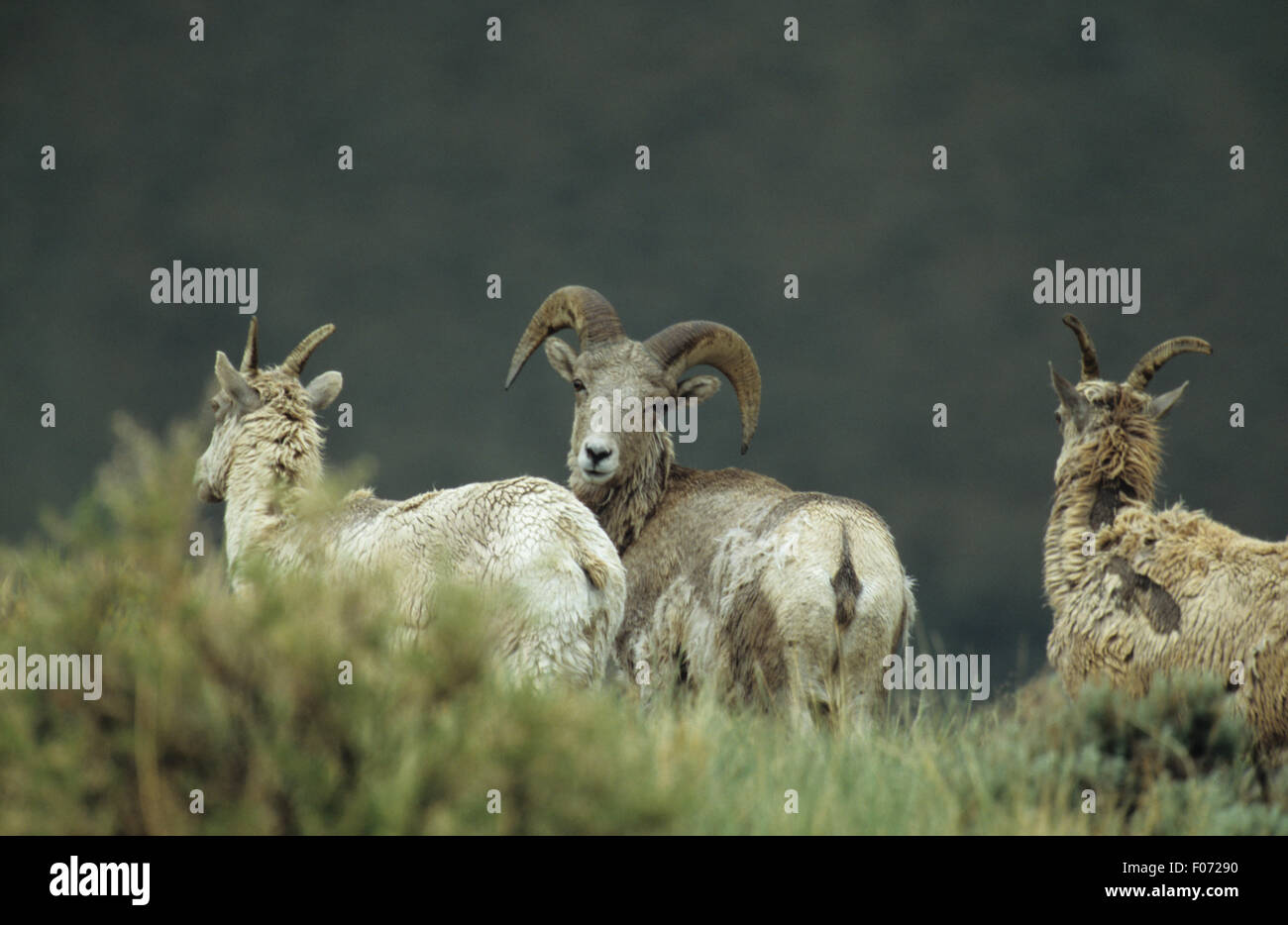 Shoulder horn hi-res stock photography and images - Alamy