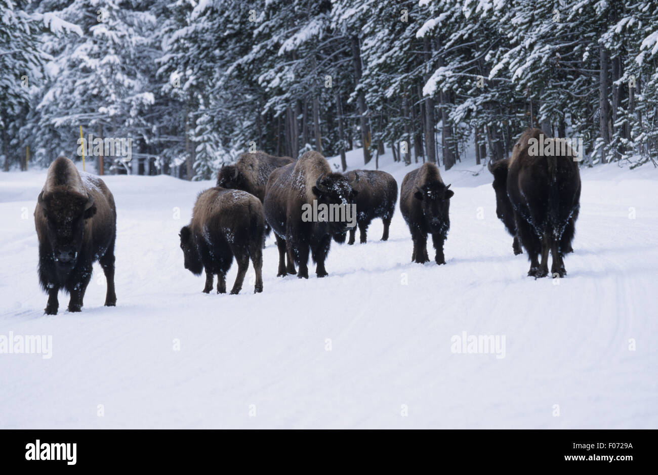 Bison small group herd standing on open ground in snow in front of snow ...