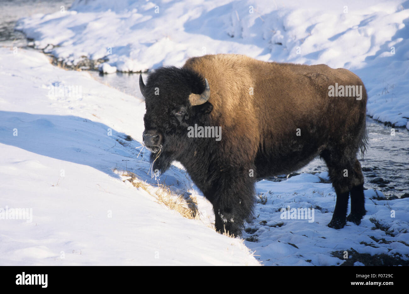 Bison taken in profile l;ooking left standing on frozen river bed in ...