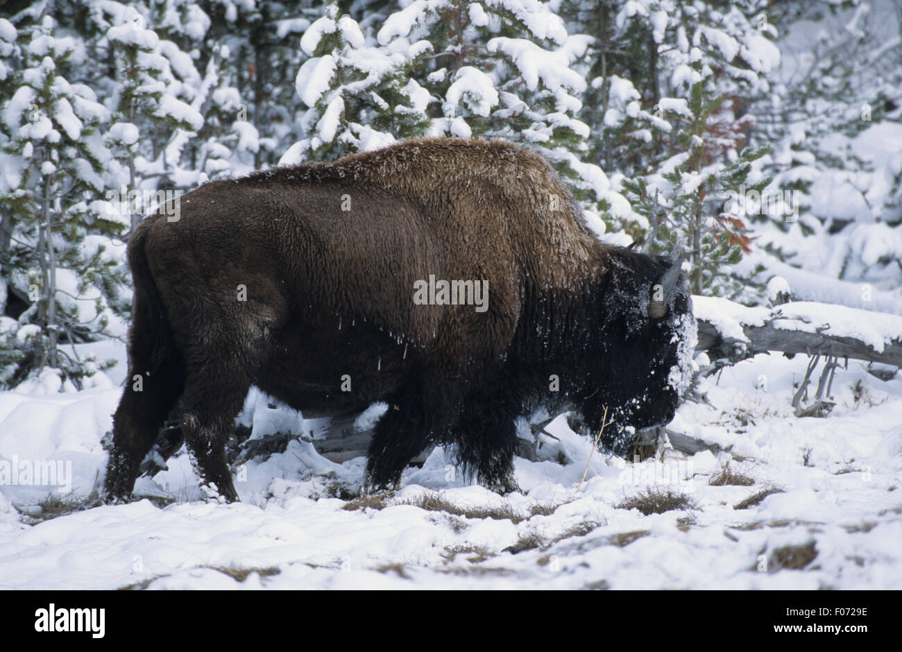 Bison walking deep snow hi-res stock photography and images - Alamy