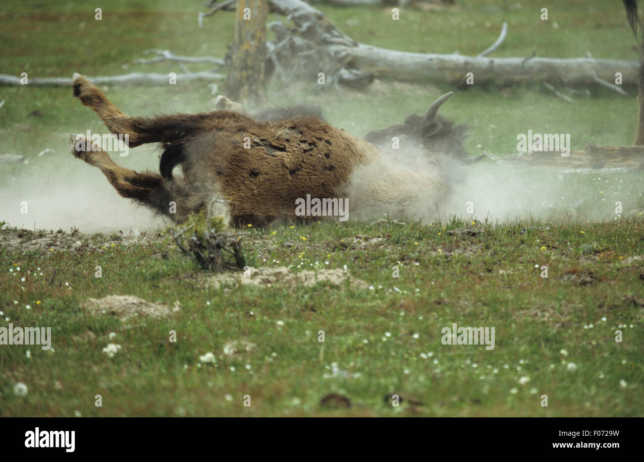 Dust cloud hi-res stock photography and images - Alamy