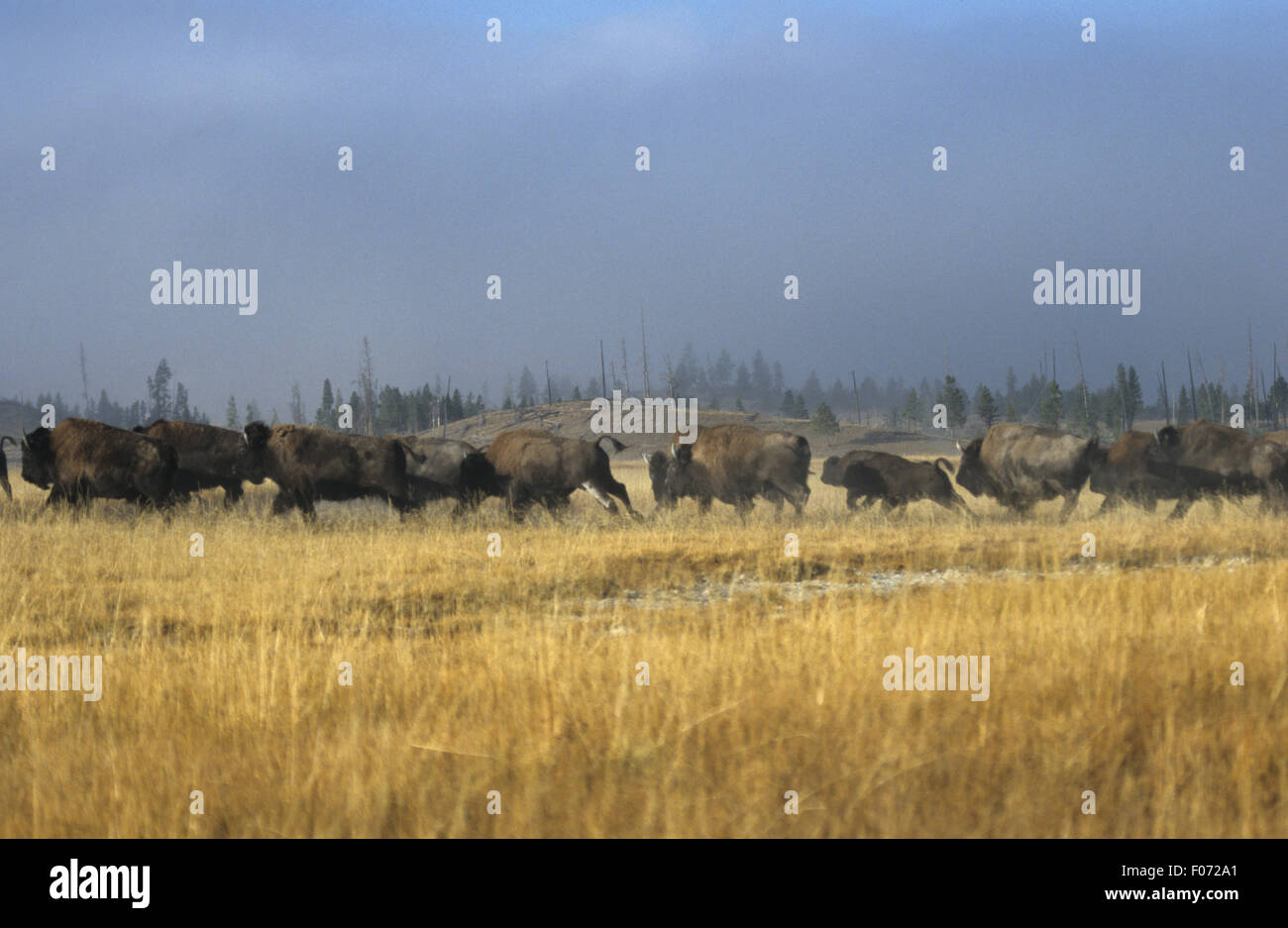 Stampede bison hi-res stock photography and images - Alamy