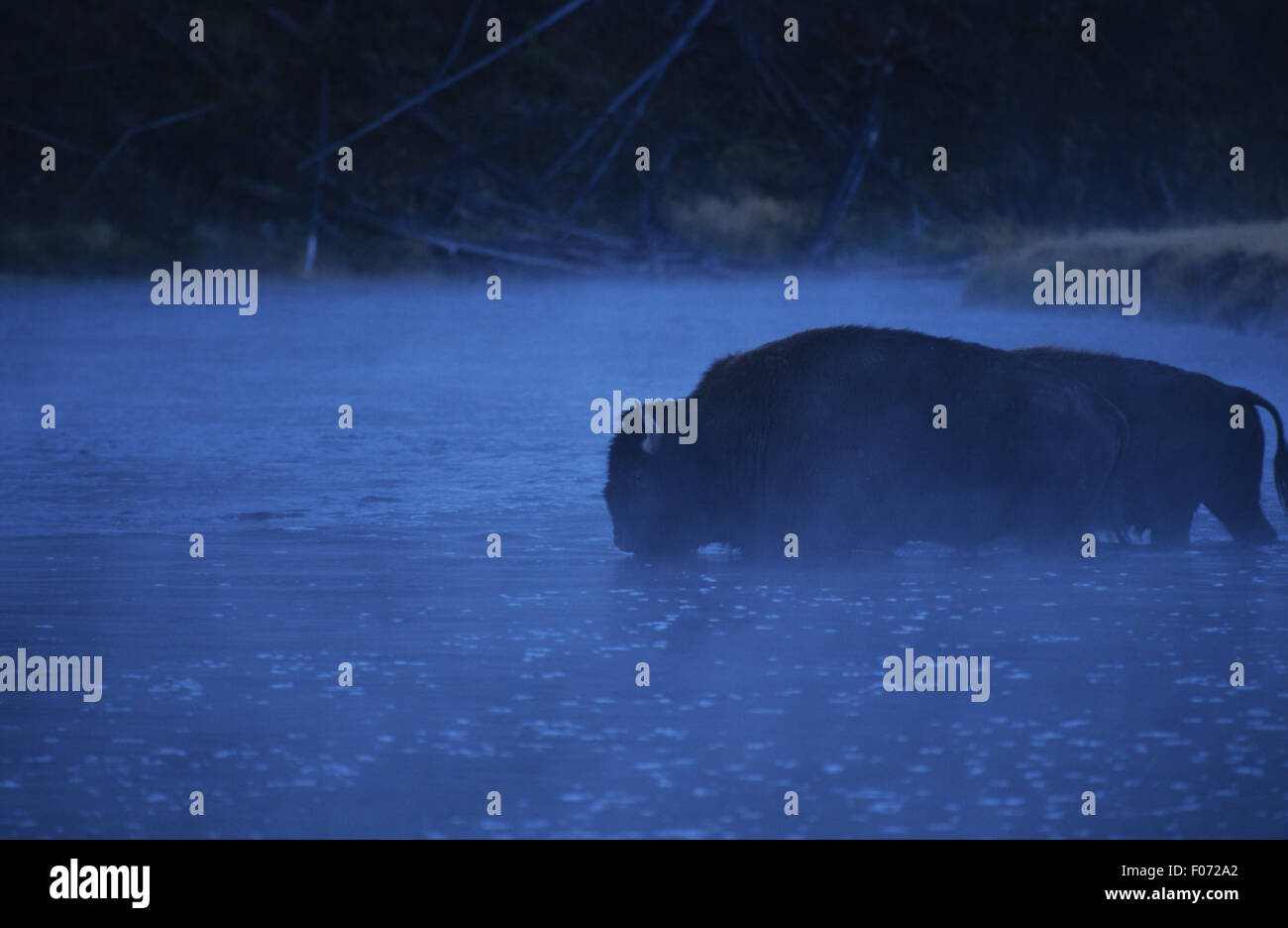Bison taken in profile walking left through shallow river in early ...