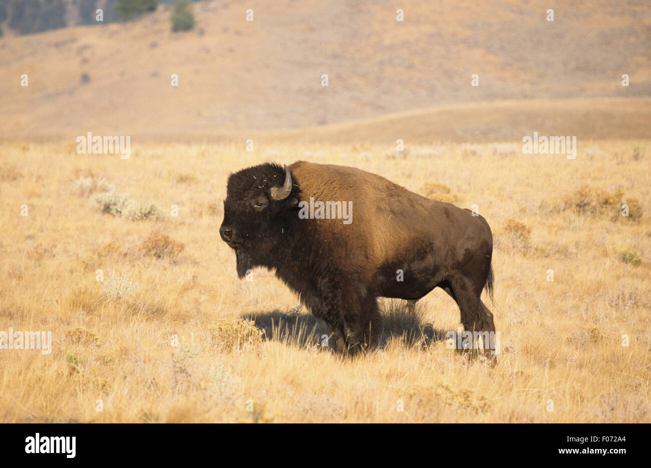 Bison taken in profile looking left standing on open grassland Stock ...