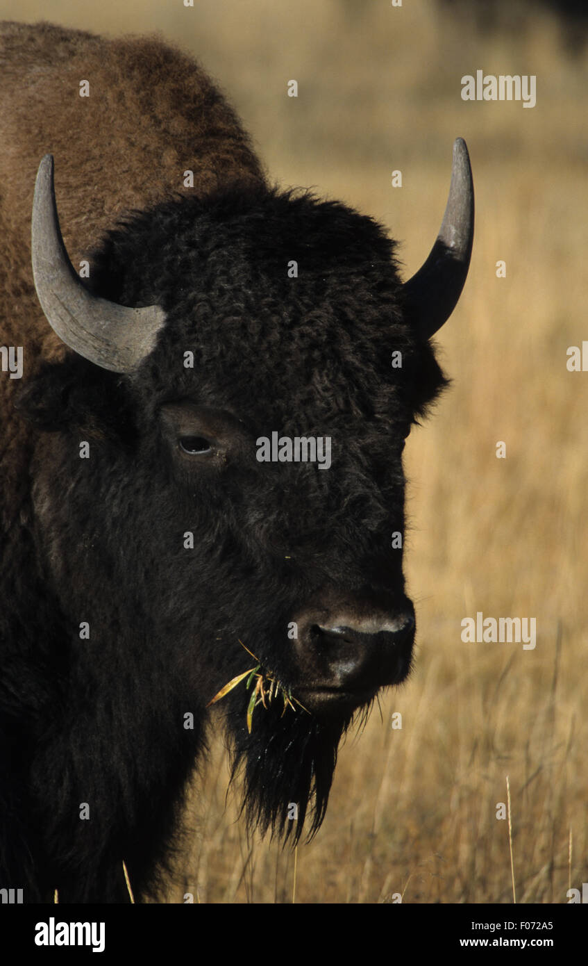Bovine buffalo head bison hi-res stock photography and images - Alamy