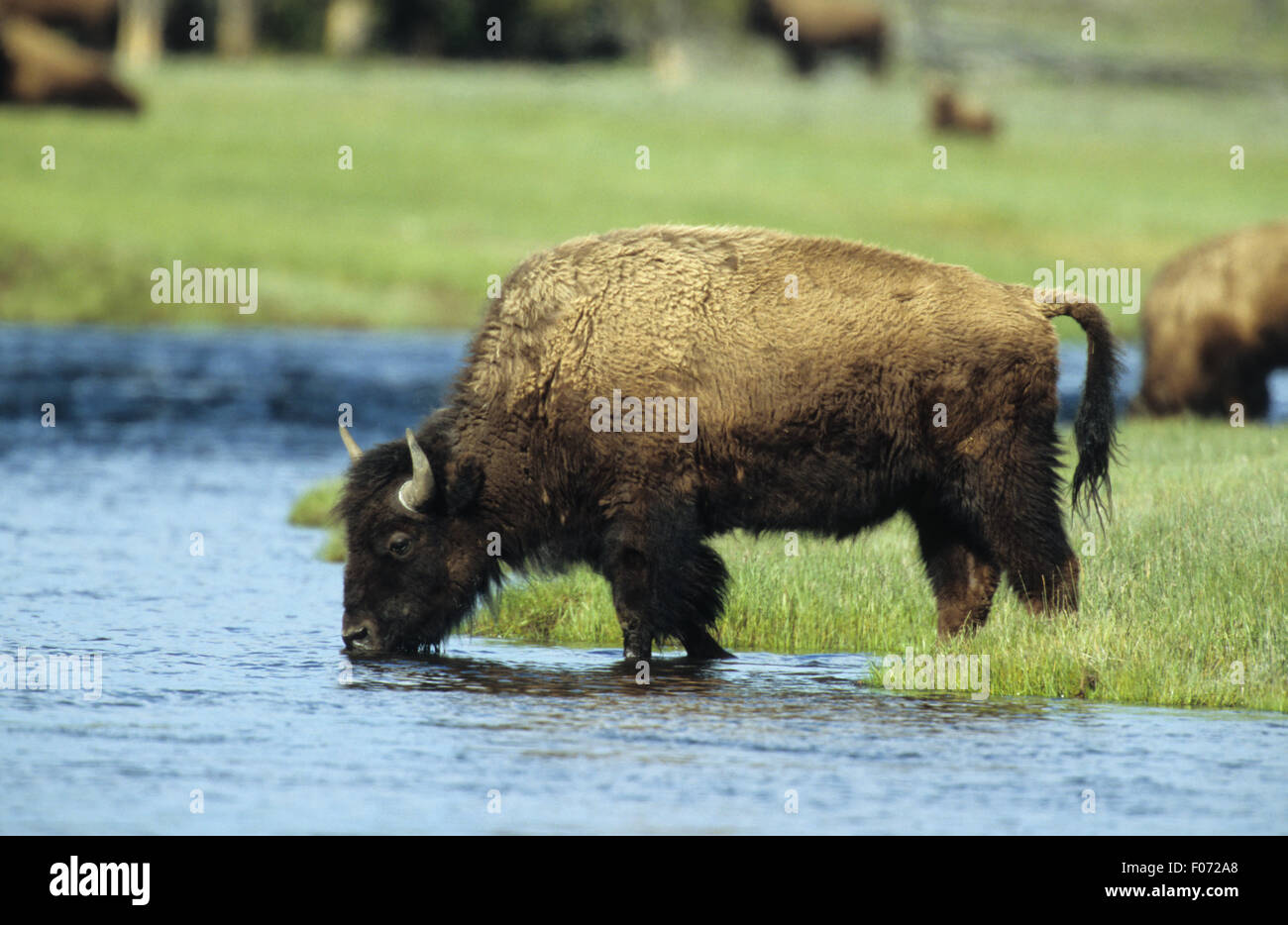 Bison taken in profile looking left head down drinking from river ...