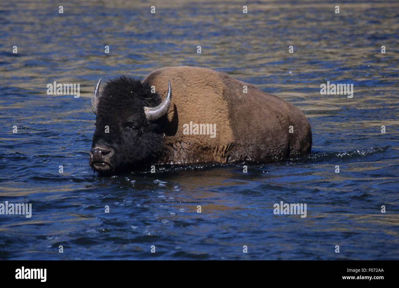 Bison taken in profile looking at camera swimming across a shallow ...