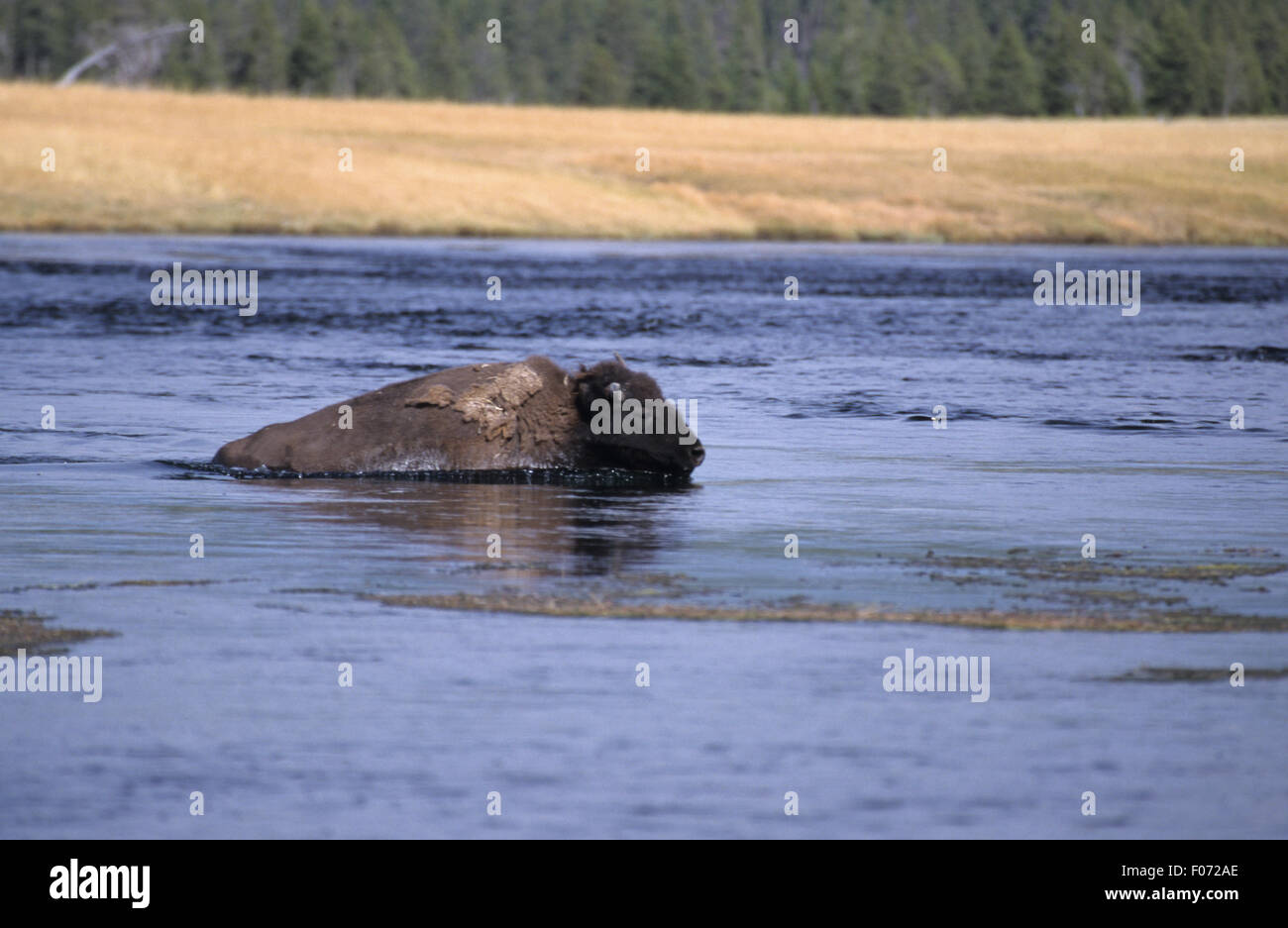 Bison taken in profile looking right swimming across a river Stock ...