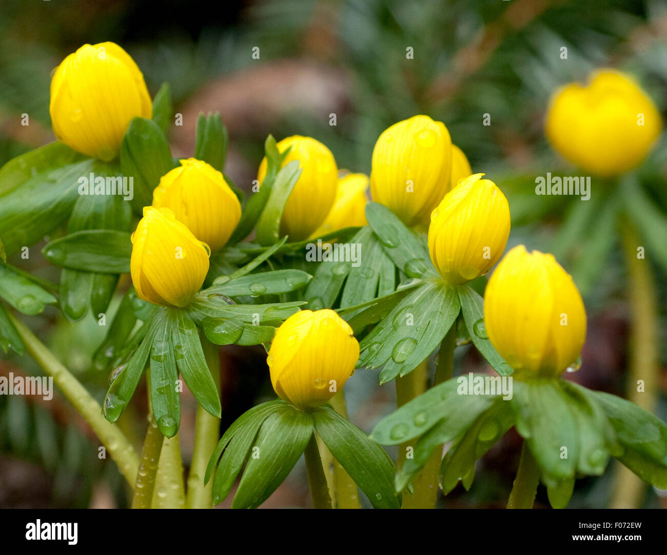Winterling winter aconite hi-res stock photography and images - Alamy