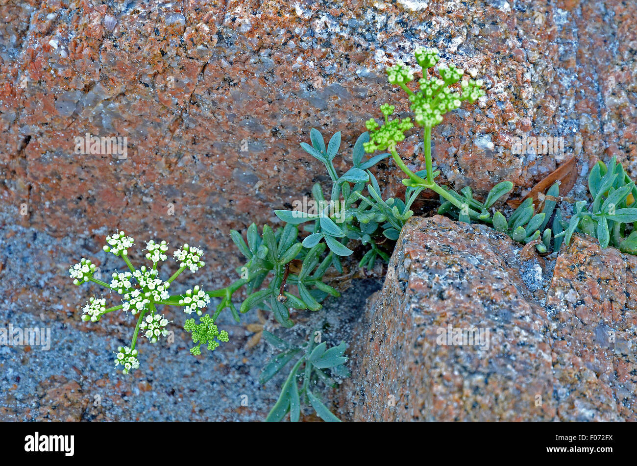 Sardinia, Italy: a flower of ferule Stock Photo - Alamy