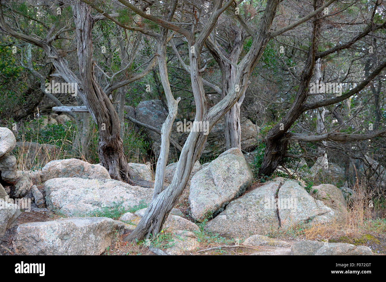Wind twisted hi-res stock photography and images - Alamy