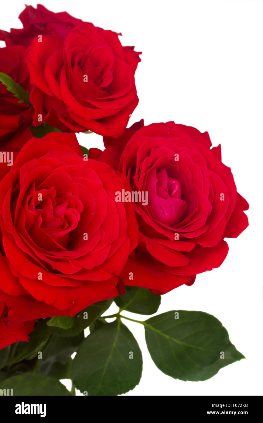 bouquet of fresh roses Stock Photo - Alamy