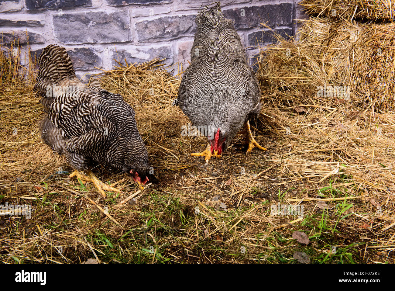 Hen Chicken Stone Wall High Resolution Stock Photography and Images - Alamy