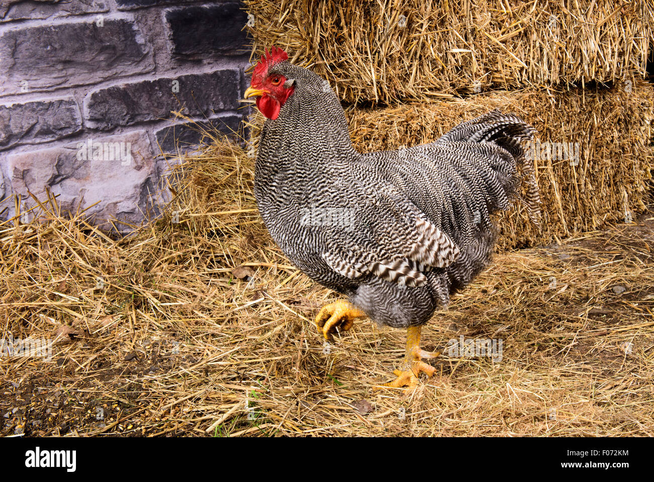 Plymouth rock rooster hi-res stock photography and images - Alamy
